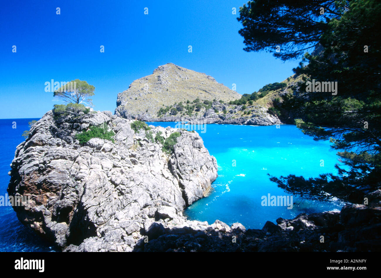 Trees on cape, Sa Colabra, Mallorca, Balearic Islands, Spain Stock ...