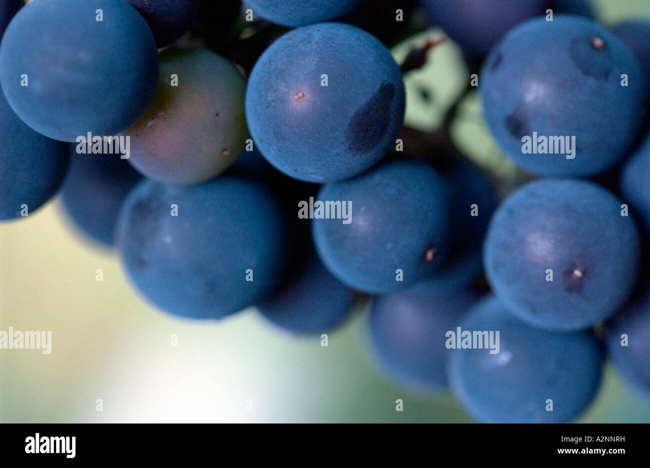 Bunch of red grapes, close-up Stock Photo - Alamy
