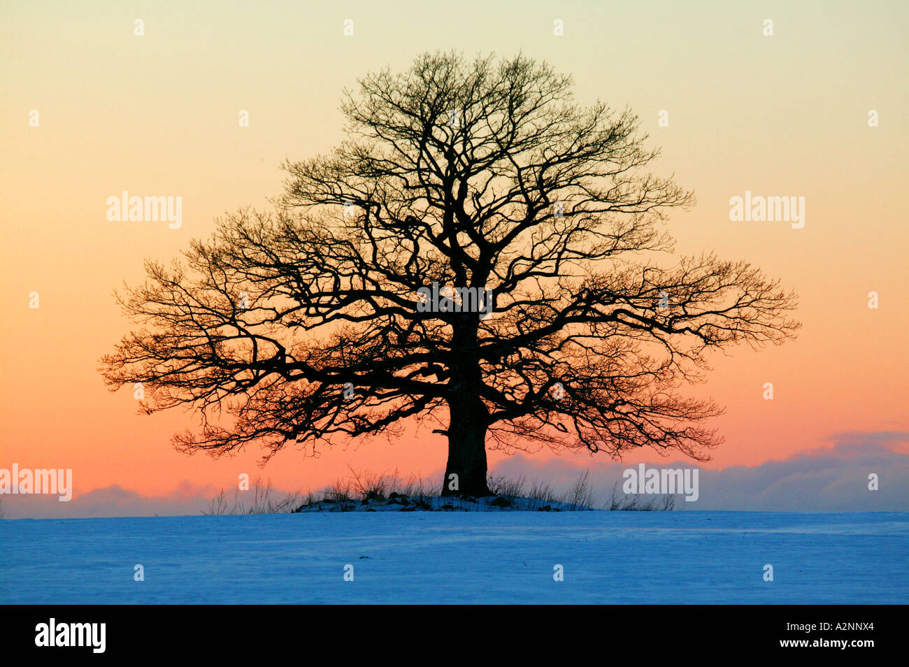 Oak tree at twilight in Råde kommune, Østfold fylke, Norway Stock Photo ...