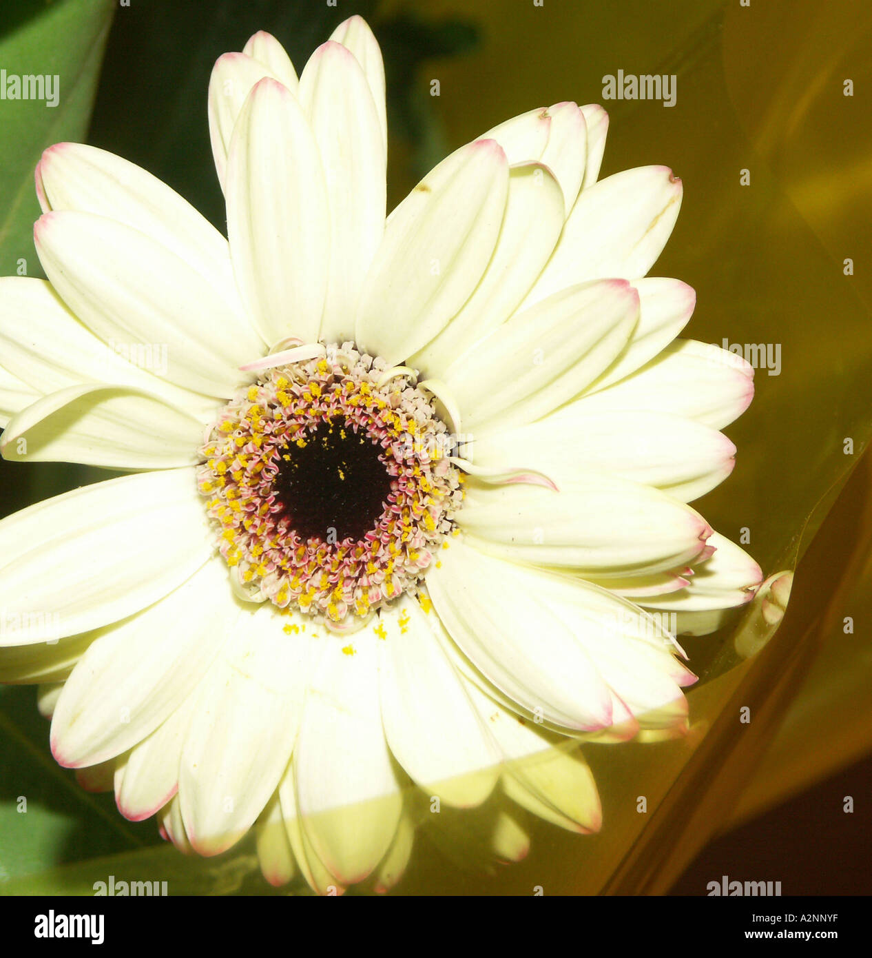 A Daisy Close-up Stock Photo - Alamy