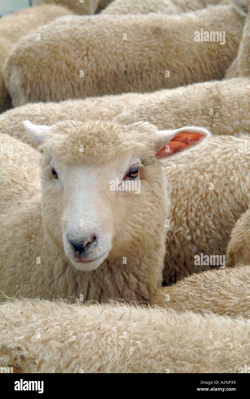 A group of sheep closeup in a pen at an agricultural show and farm day ...