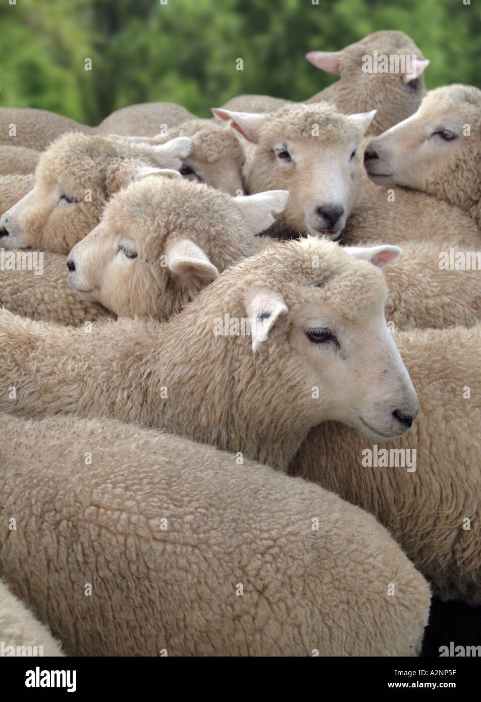 A group of sheep closeup in a pen at an agricultural show and farm day ...