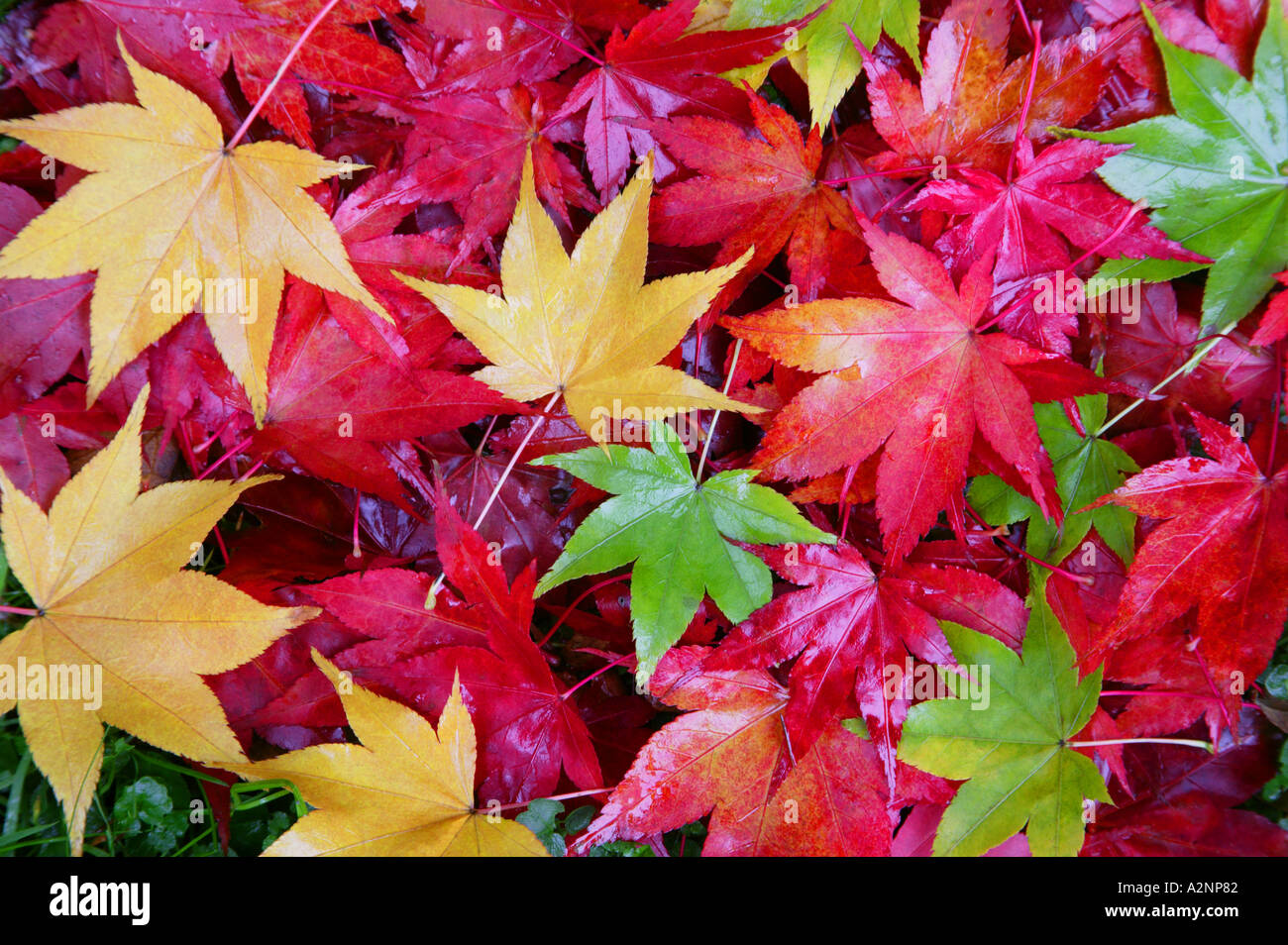 Fallen leaves illustration hi-res stock photography and images - Alamy