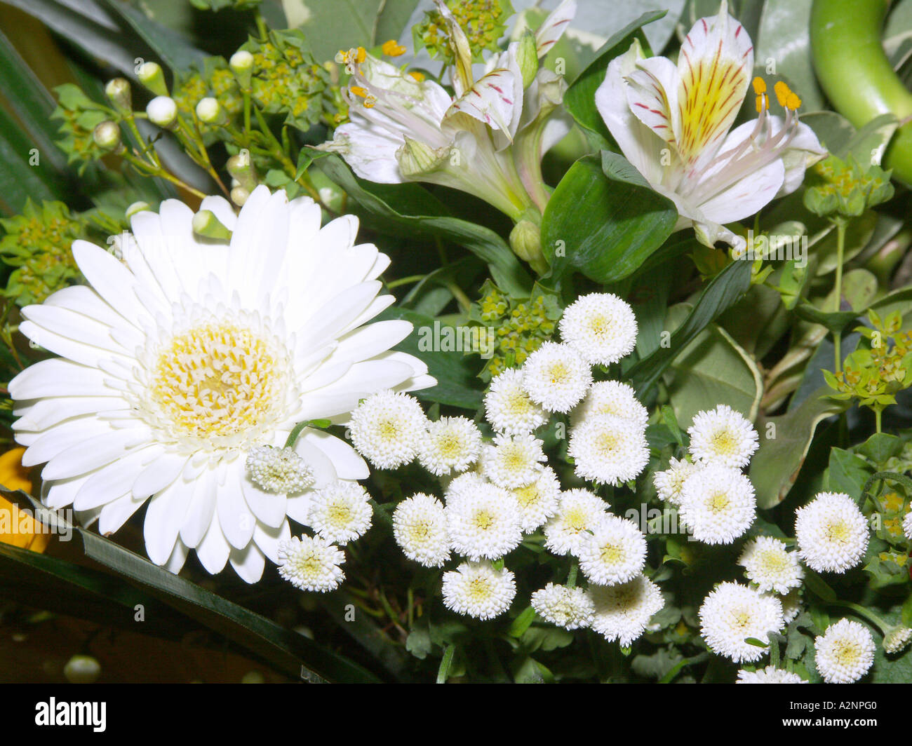 A Group of Dasies Stock Photo - Alamy