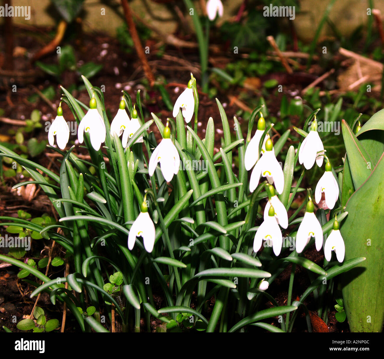 A Cluster of Snowdrops Stock Photo - Alamy