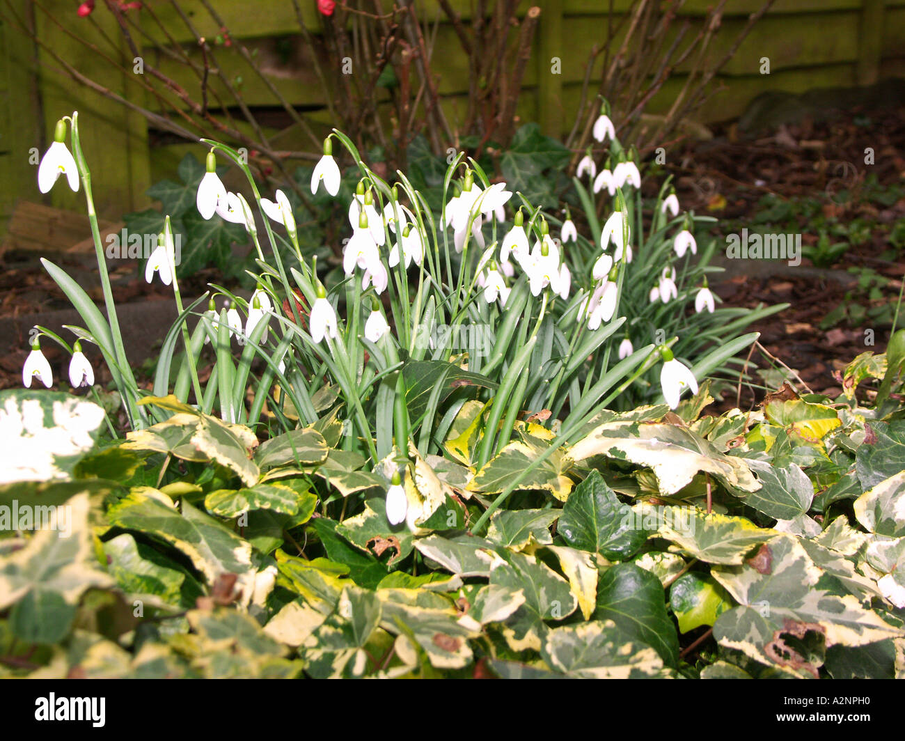 Cluster of snowdrops hi-res stock photography and images - Alamy