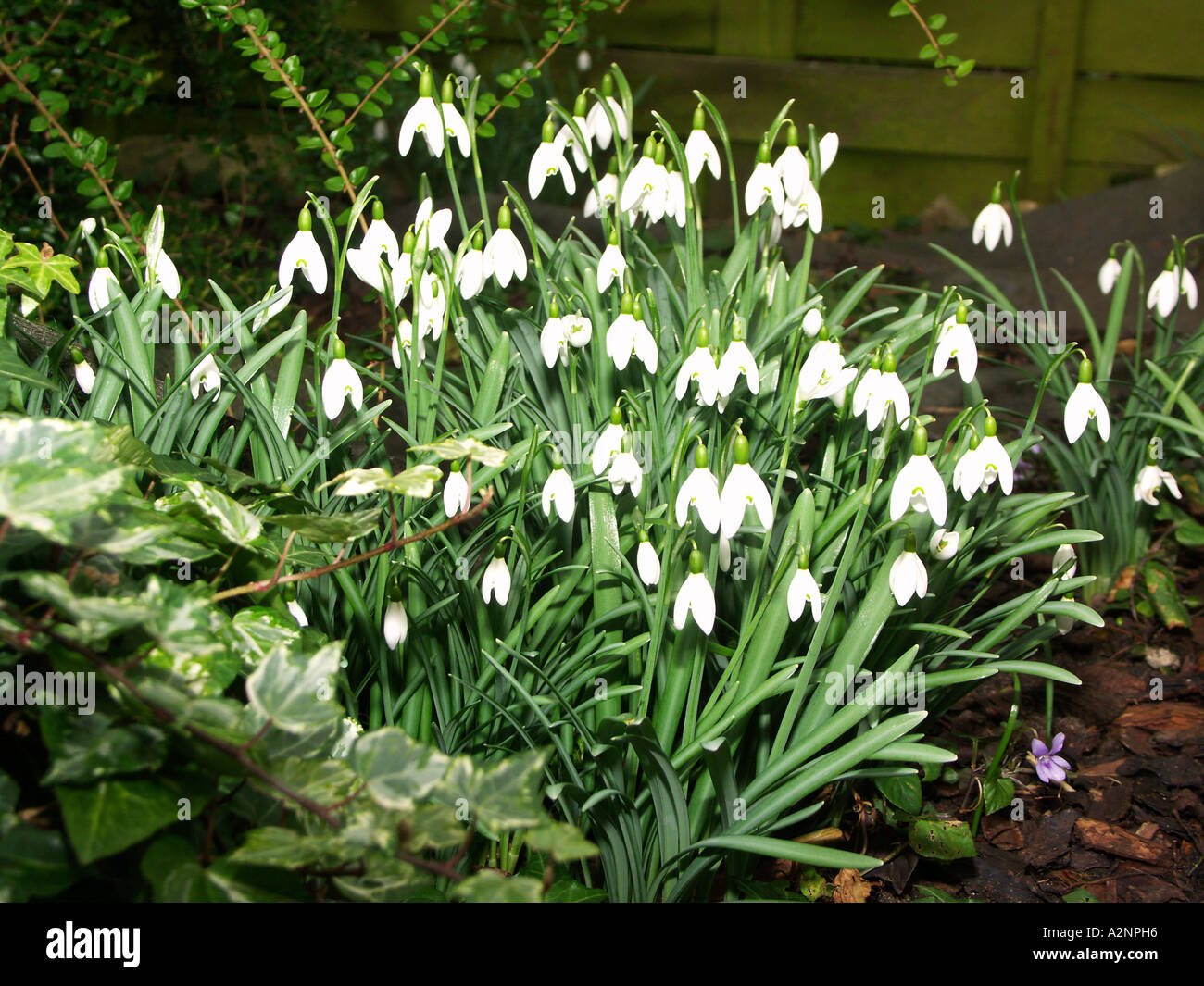 Cluster of snowdrops hi-res stock photography and images - Alamy