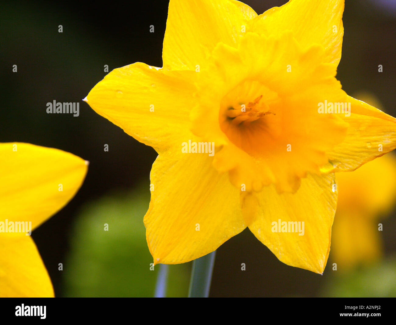 Yellow trumpet hi-res stock photography and images - Alamy