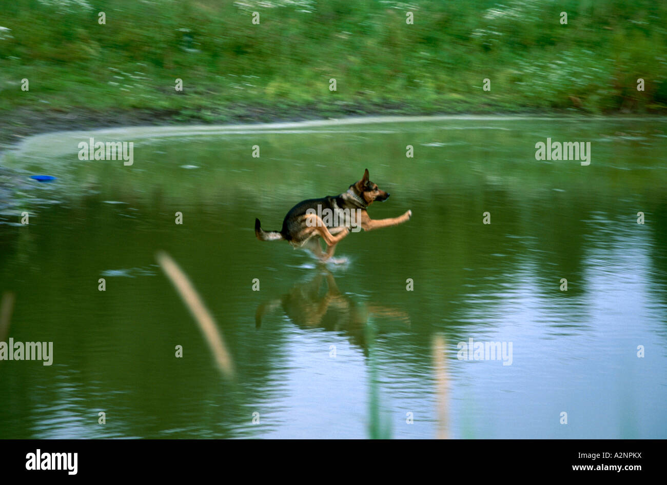Dog running in water Stock Photo - Alamy