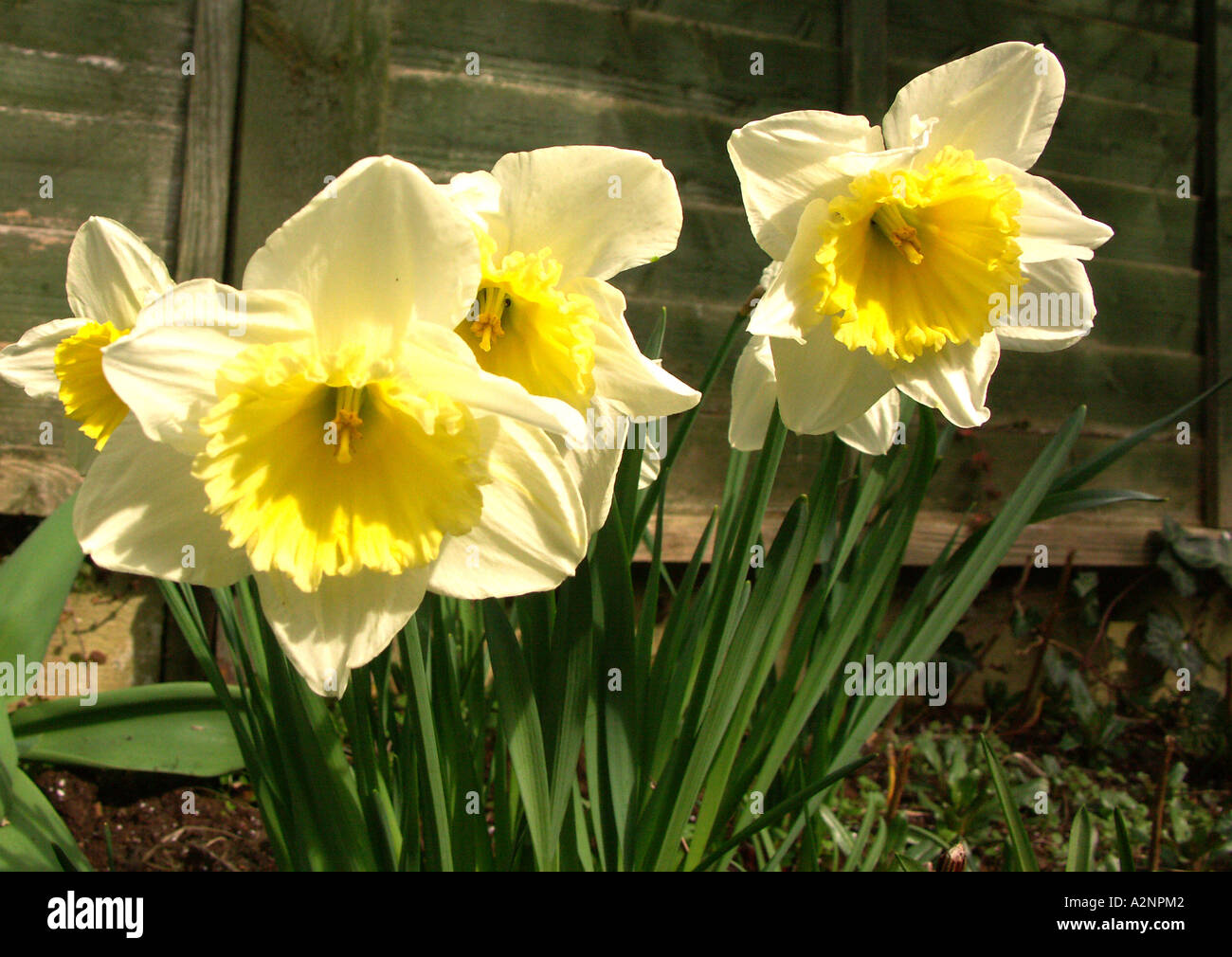 A Bunch of Daffodils Stock Photo - Alamy