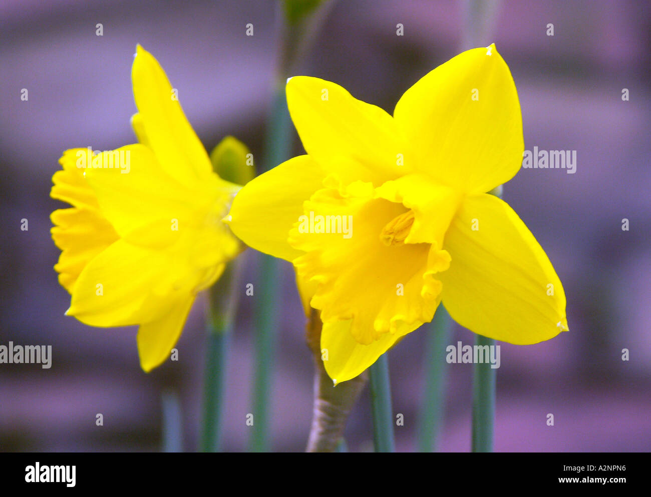 Two Beautiful Yellow Trumpet Daffodils Stock Photo - Alamy