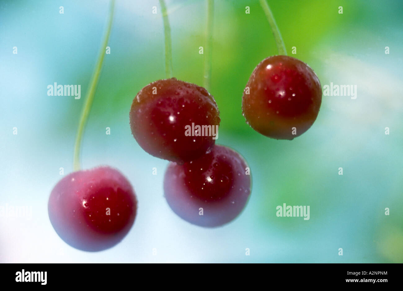 Close-up of red cherries Stock Photo - Alamy