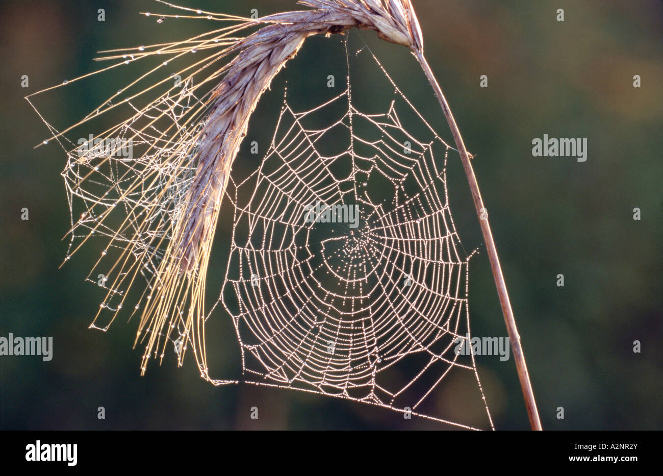 Corn spiders hi-res stock photography and images - Alamy