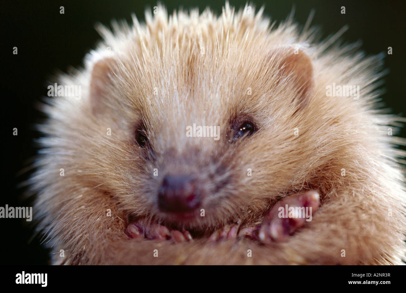 Hedgehogs face hi-res stock photography and images - Alamy