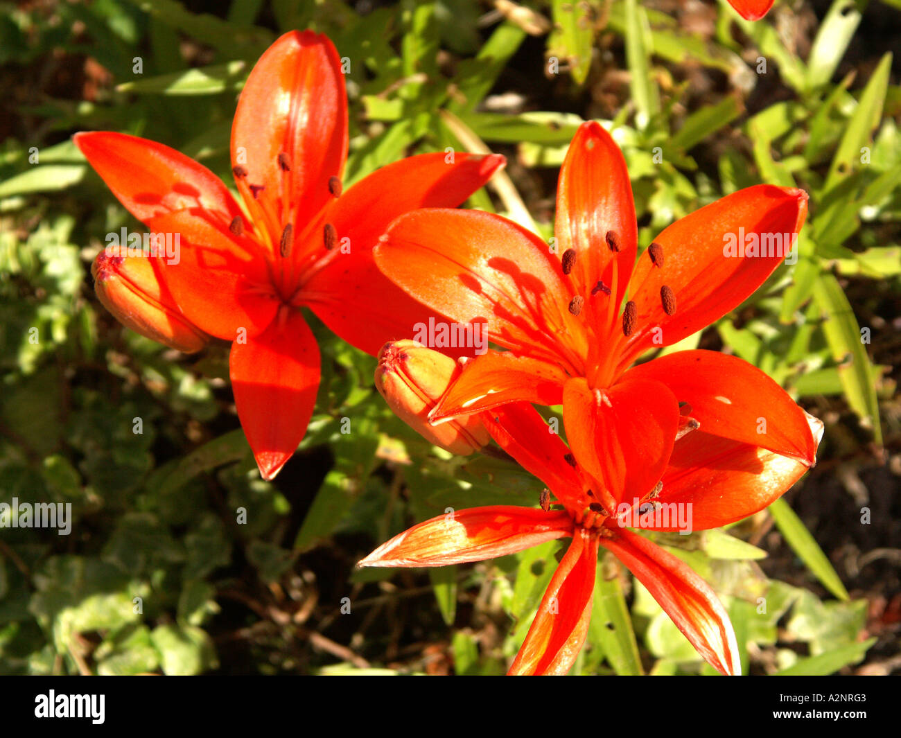 Three Beautiful Red Lilies Stock Photo - Alamy