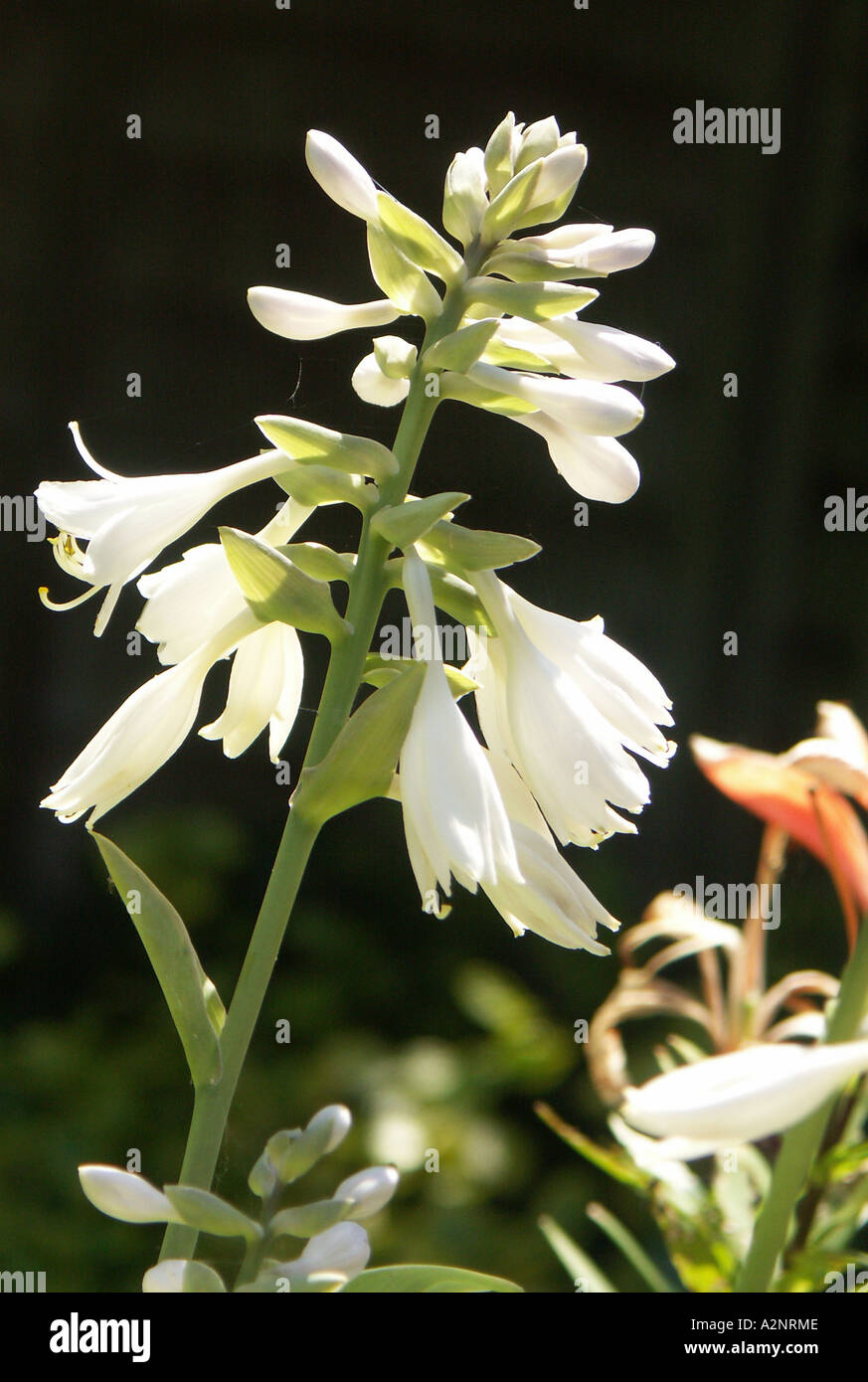 A Beautiful Hosta (Plantain Lily Stock Photo - Alamy