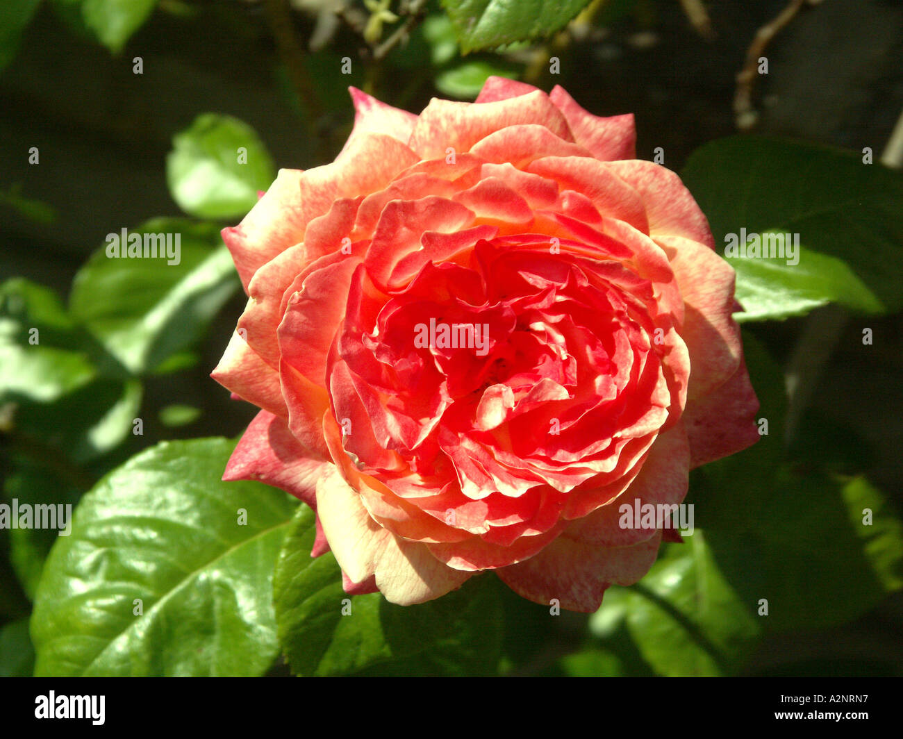 Red english rose hi-res stock photography and images - Alamy