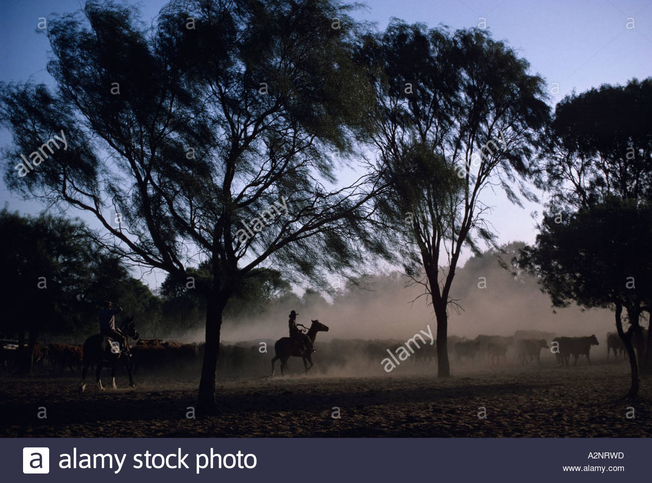 Cattle Station Northern Territory Stock Photos & Cattle Station ...