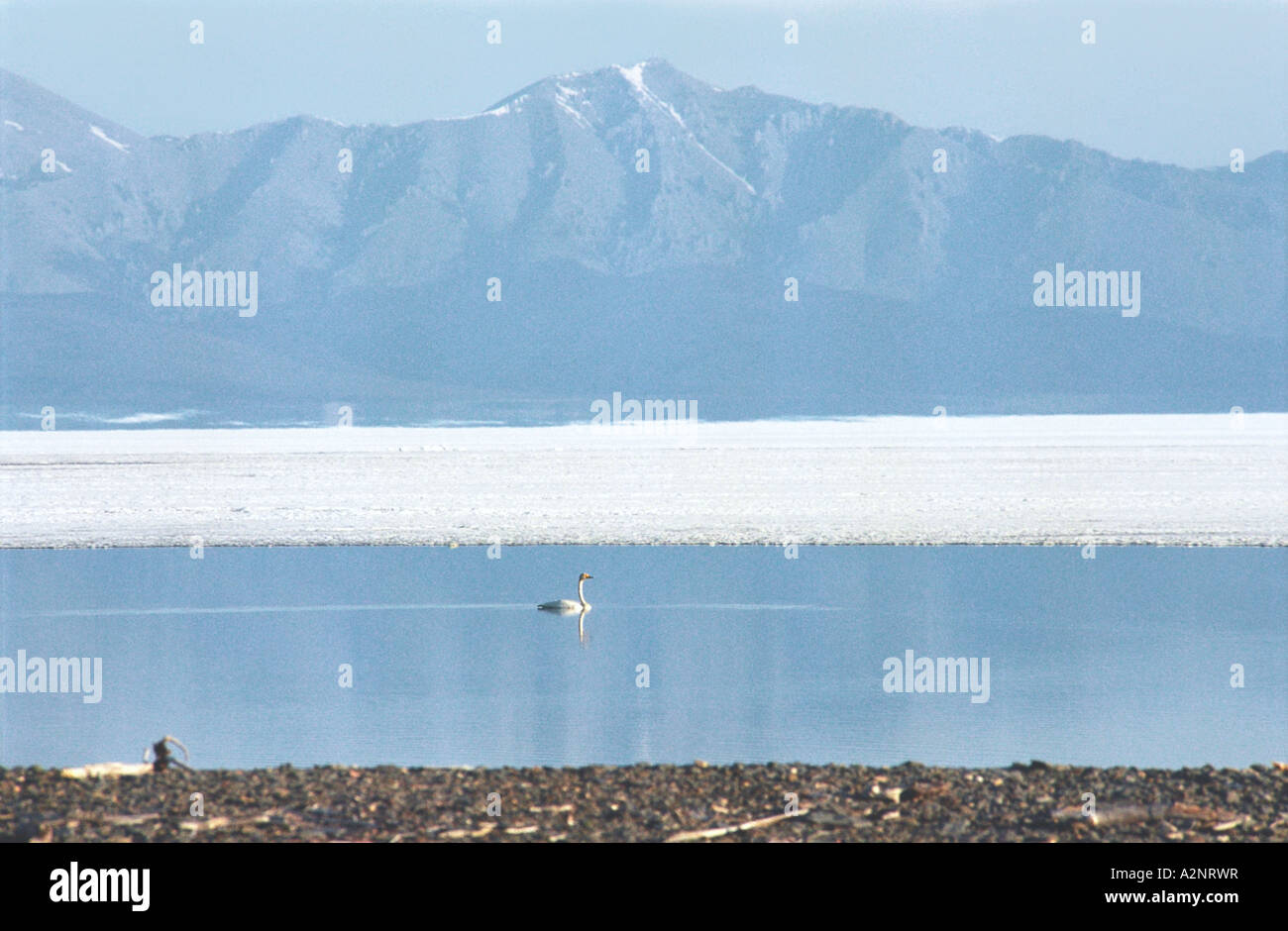 Swan at the Khuvsgul Lake’s waters. North Mongolia Stock Photo - Alamy