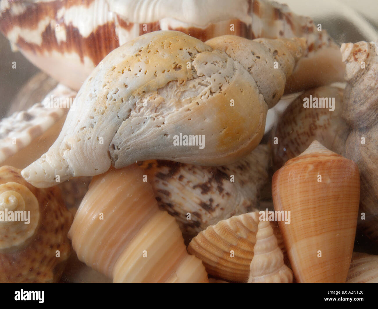 mussels and snails Stock Photo - Alamy