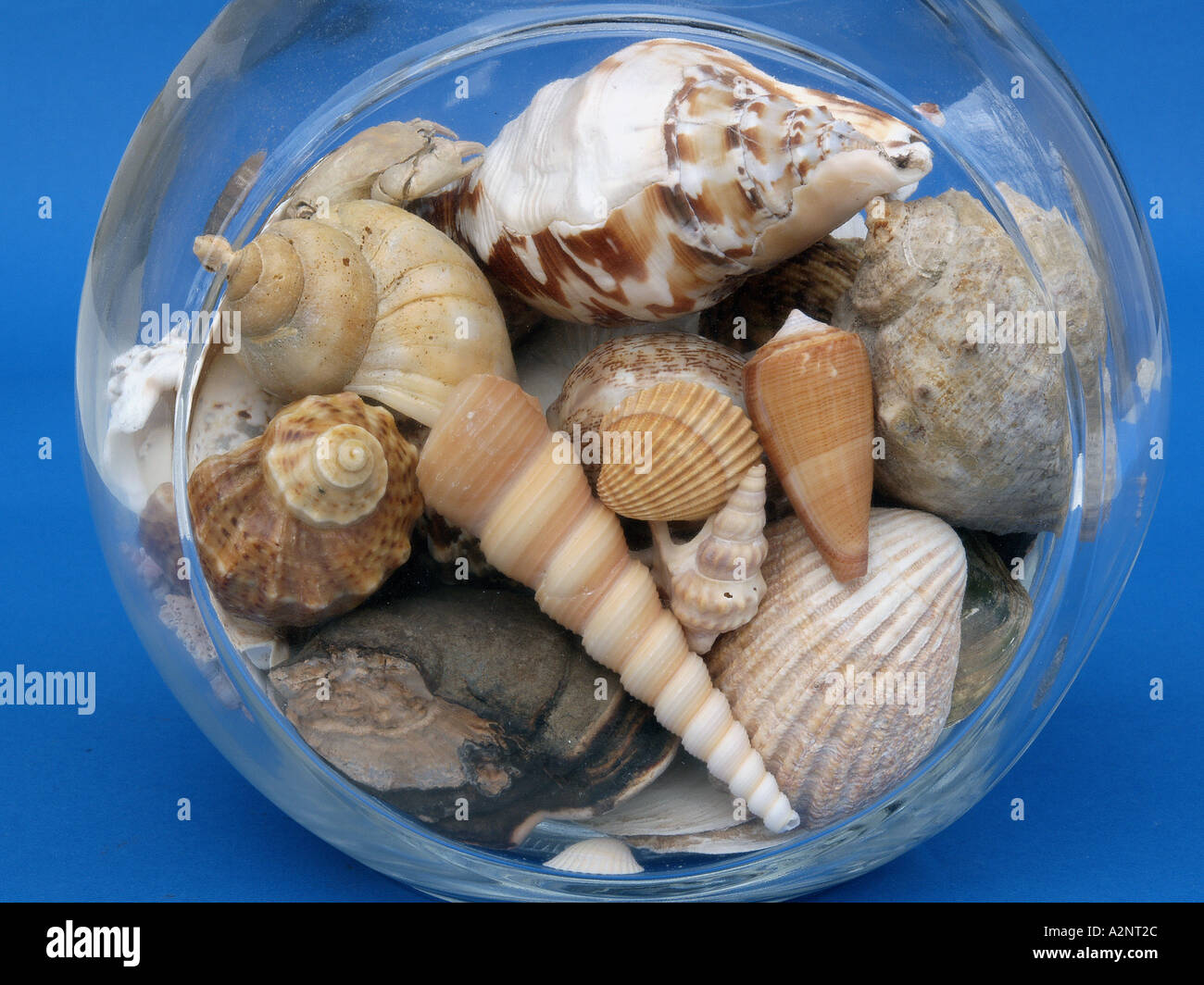 Decorative snails hi-res stock photography and images - Alamy