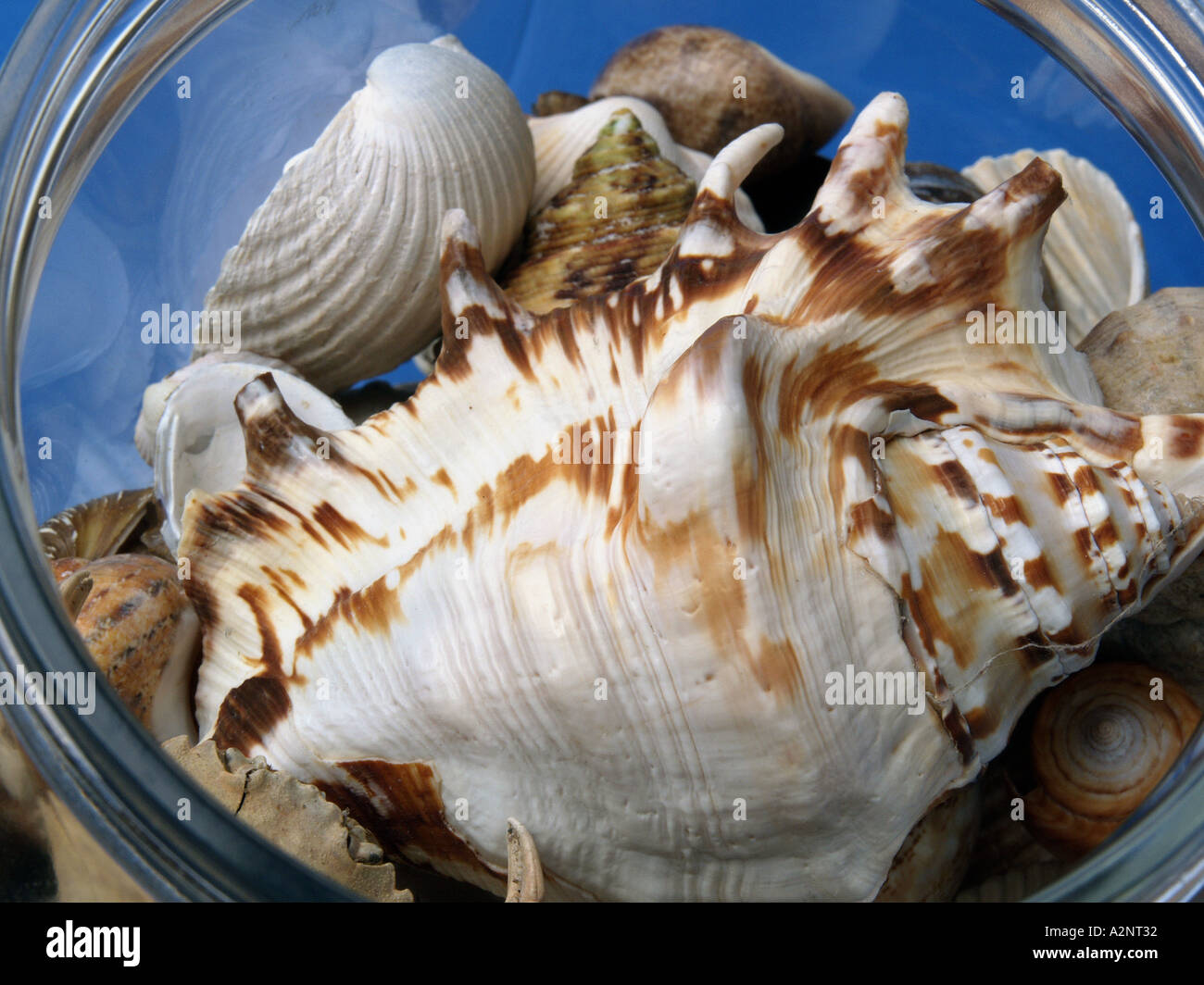 mussels and snails Stock Photo - Alamy