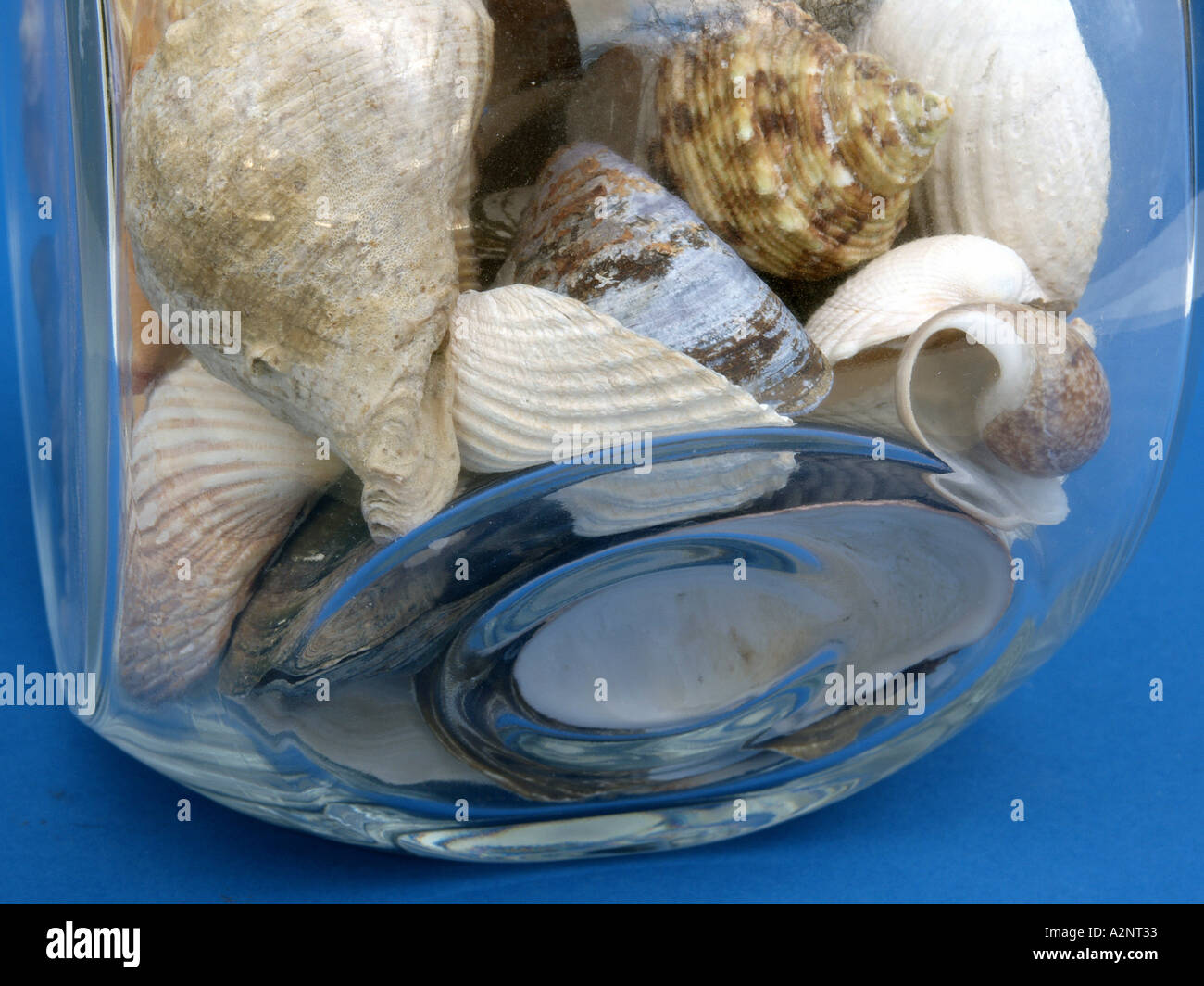 mussels and snails Stock Photo - Alamy