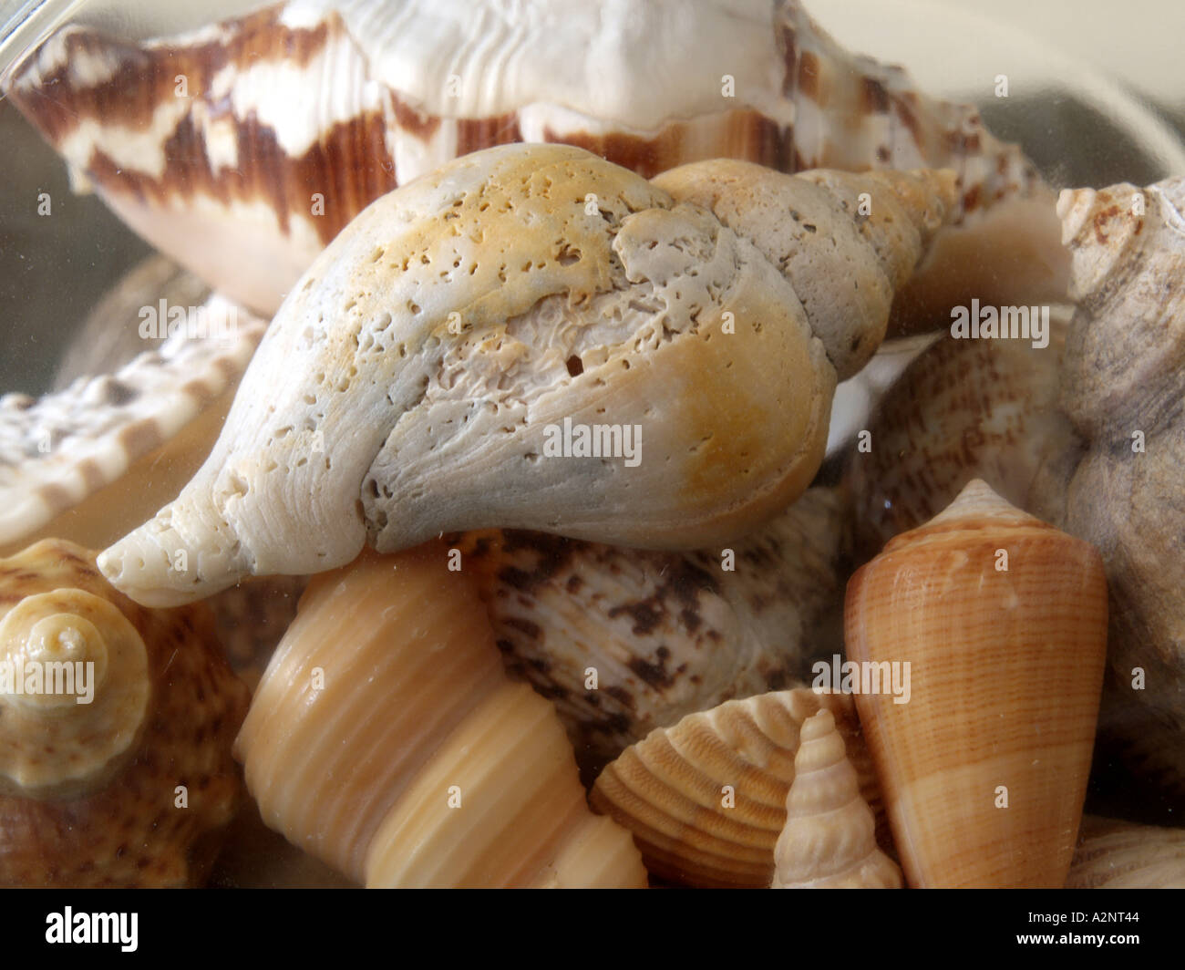 Decorative snails hi-res stock photography and images - Alamy