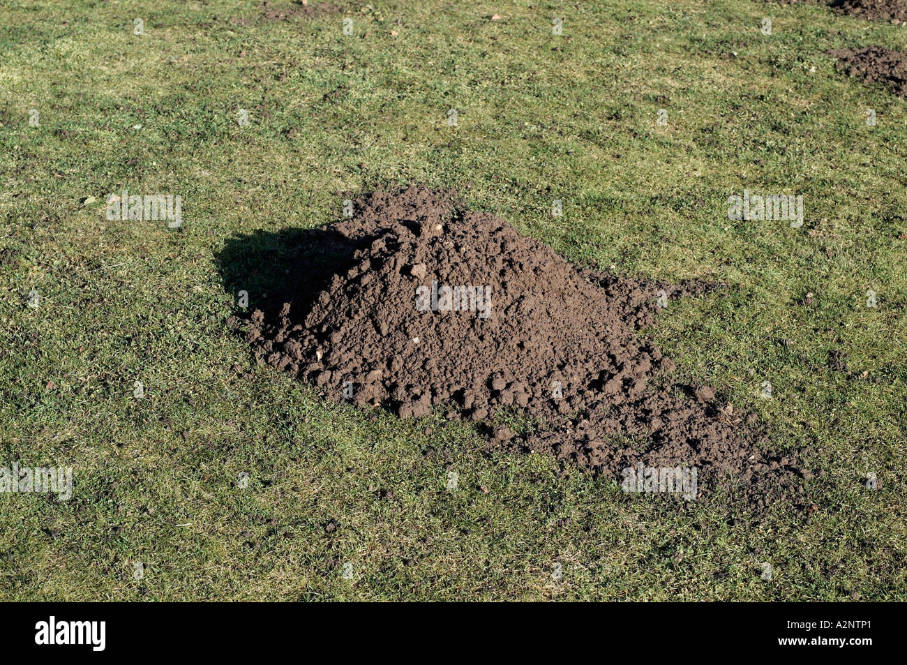 Mole hill molehills damage moles Stock Photo - Alamy