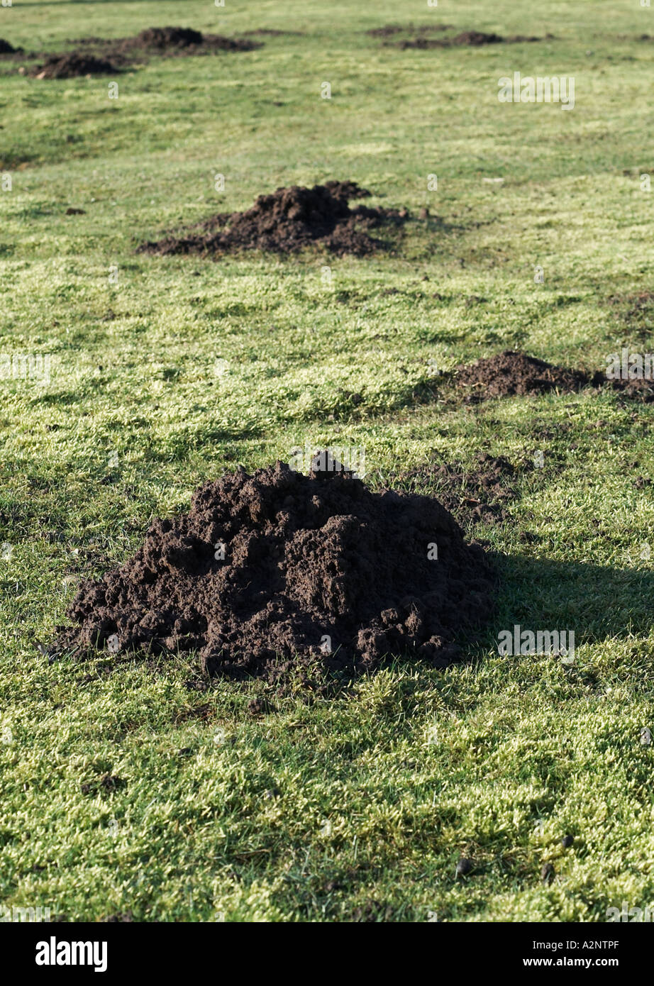 Vermin damage hi-res stock photography and images - Alamy