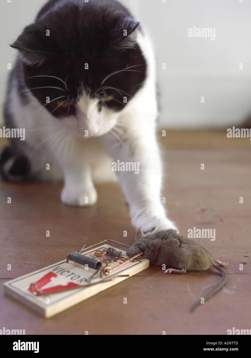 a black and white cat thats been beaten to the meal of a mouse by an ...