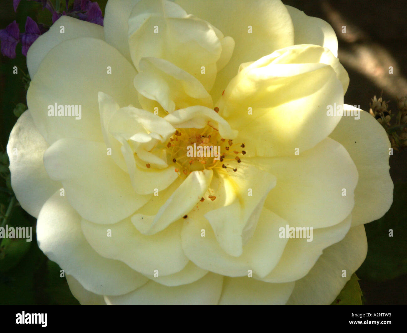 Ivory rose hi-res stock photography and images - Alamy