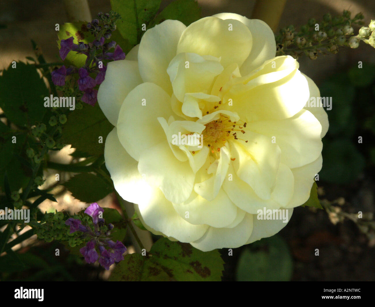 Ivory rose hi-res stock photography and images - Alamy