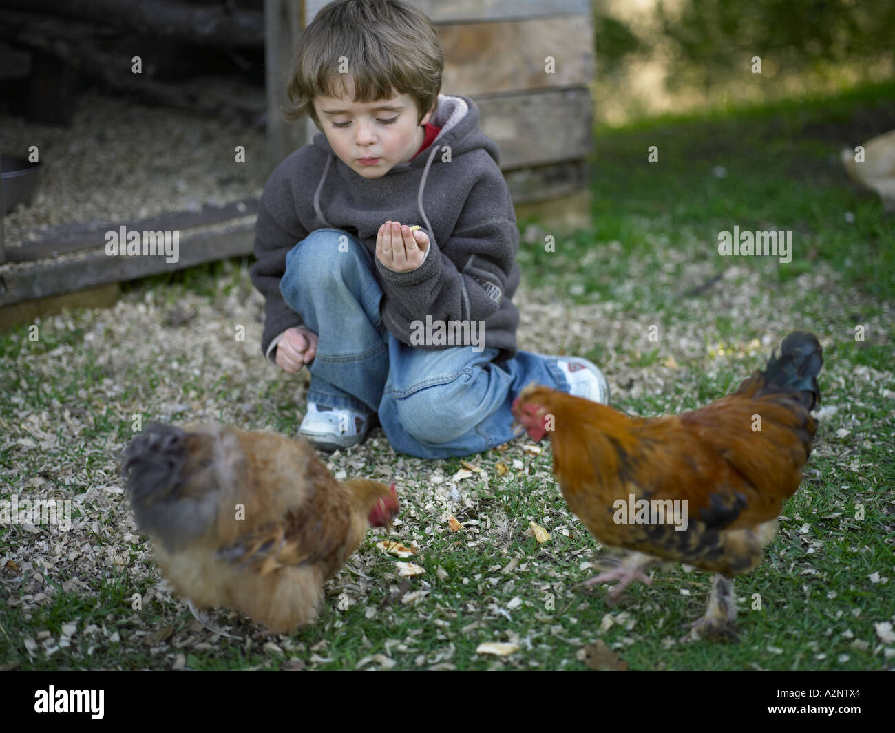 free range chickens being fed by hand by boy on smallholding in front ...