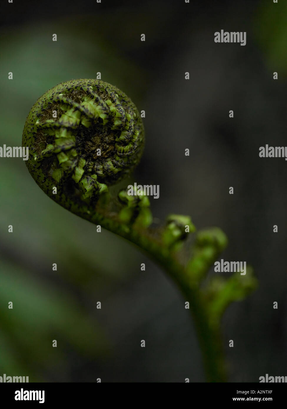 green curled up new zealand tree fern Stock Photo - Alamy