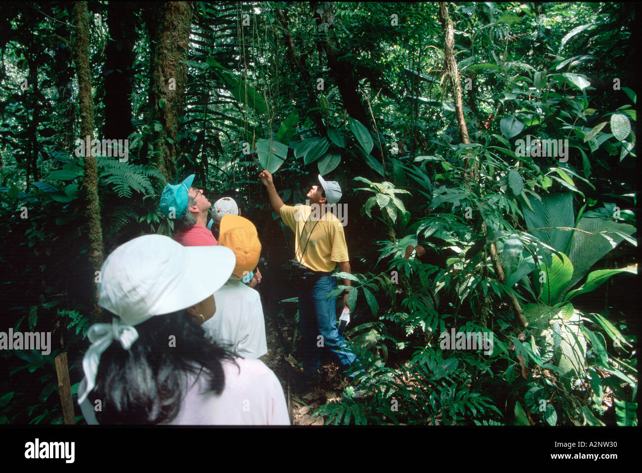 tourists in rainforest Costa Rica Stock Photo - Alamy