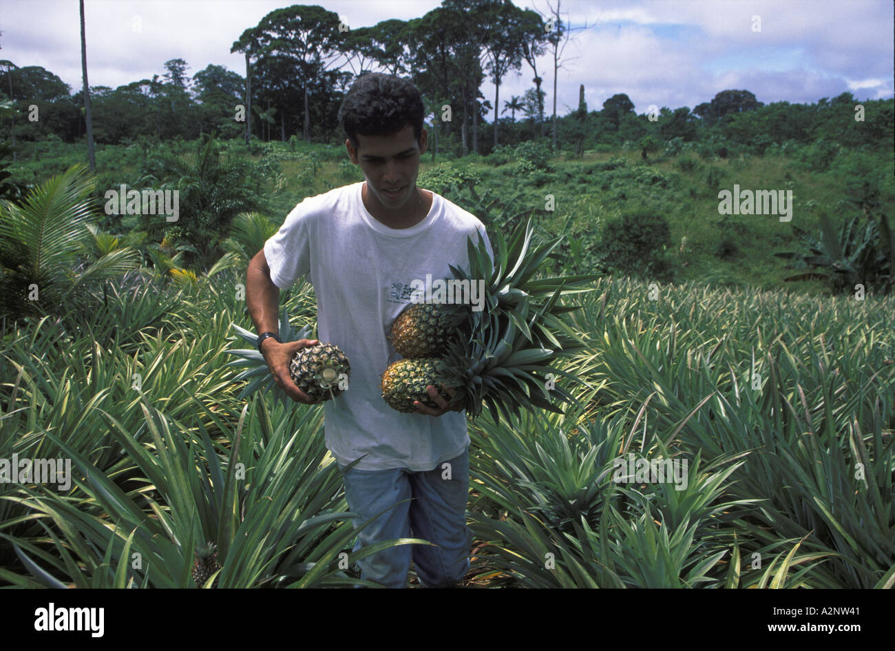 pineapple plantation Costa Rica Stock Photo - Alamy
