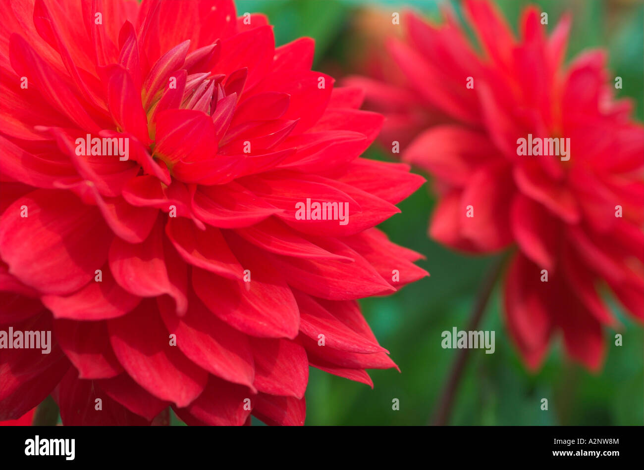 Dahlia Taratahi Ruby Stock Photo - Alamy