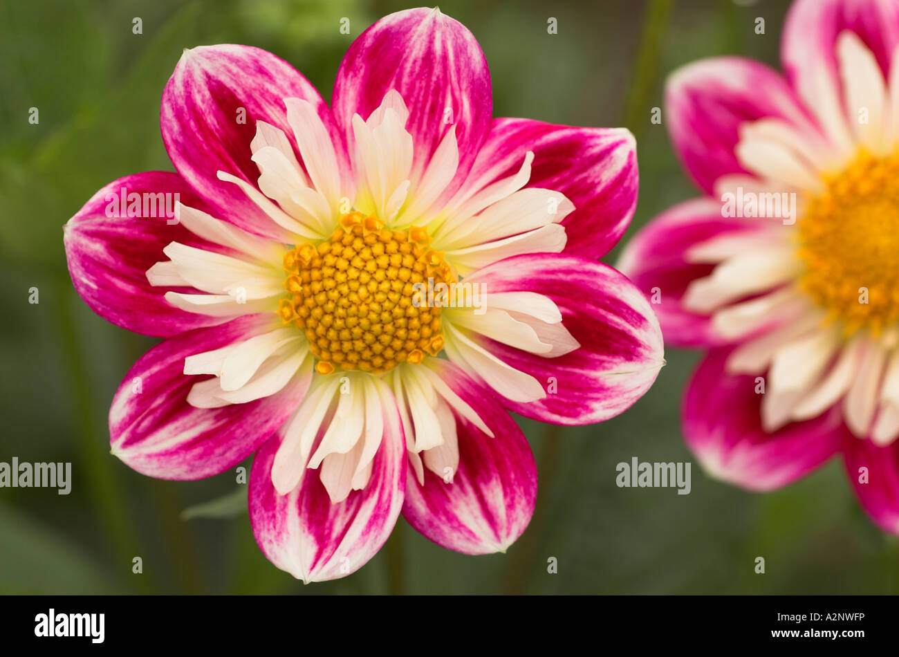 Aranka hi-res stock photography and images - Alamy