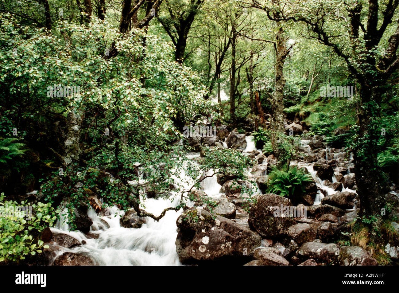 Brook babbling hi-res stock photography and images - Alamy