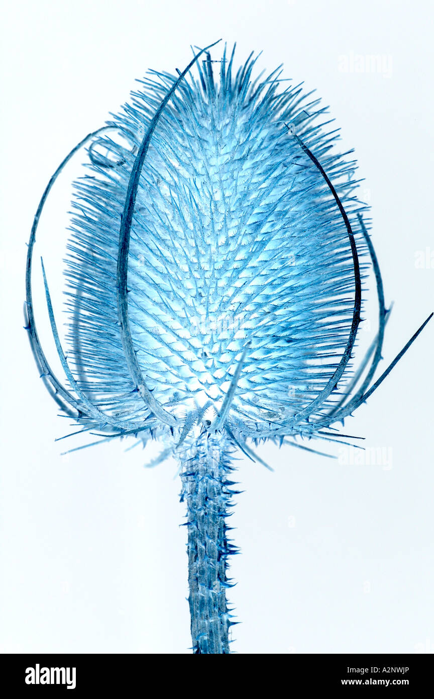 Card teasel hi-res stock photography and images - Alamy