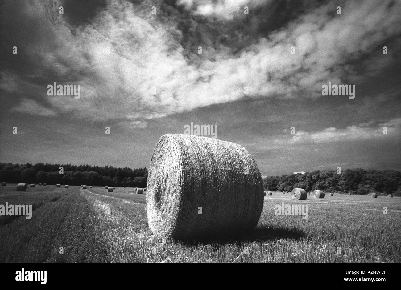 Bringing in the harvest. Hay bales drying under balmy skies Stock Photo ...