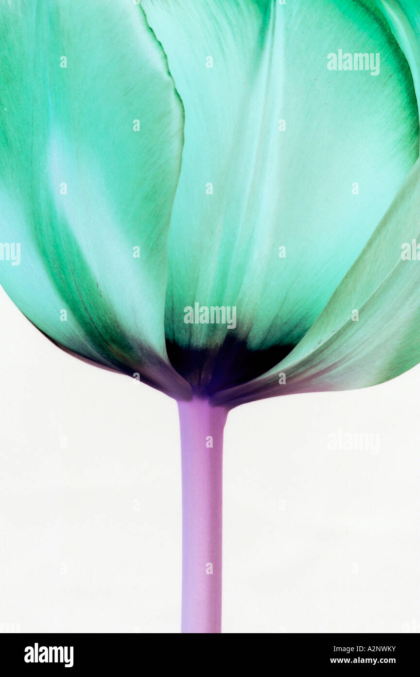 Inverted tulip hi-res stock photography and images - Alamy