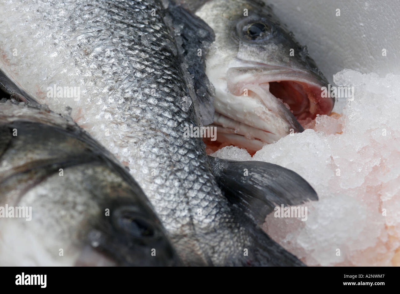 Fresh fish delivered in an ice box Stock Photo - Alamy