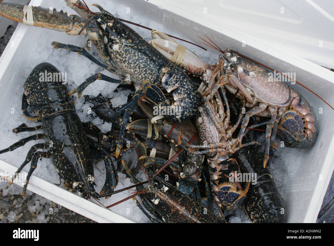Fresh lobster delivered in an ice box Stock Photo - Alamy