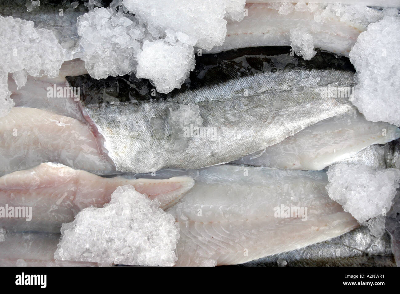 Fresh fish delivered in an ice box Stock Photo - Alamy