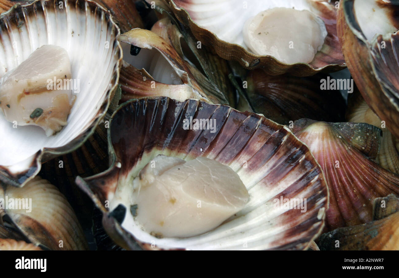 White scallops hi-res stock photography and images - Alamy