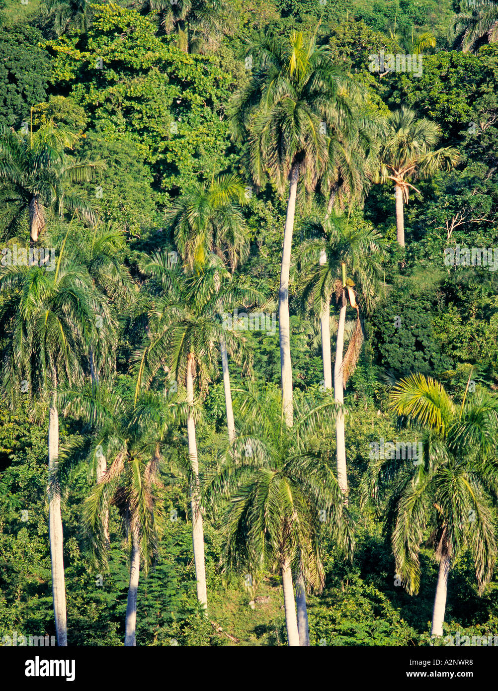 Tropical rain forest in Dominican Republic Stock Photo - Alamy