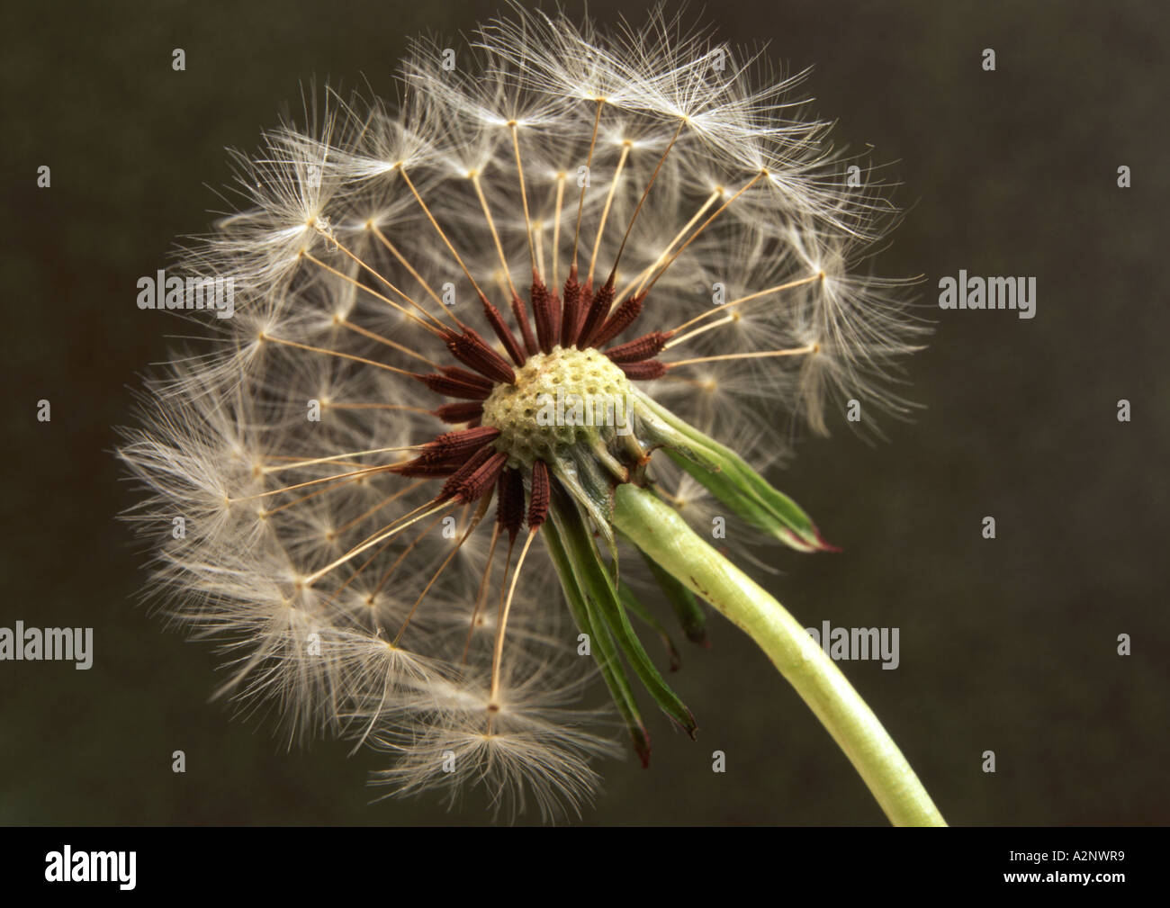 Close up dandelion seed pod hi-res stock photography and images - Alamy
