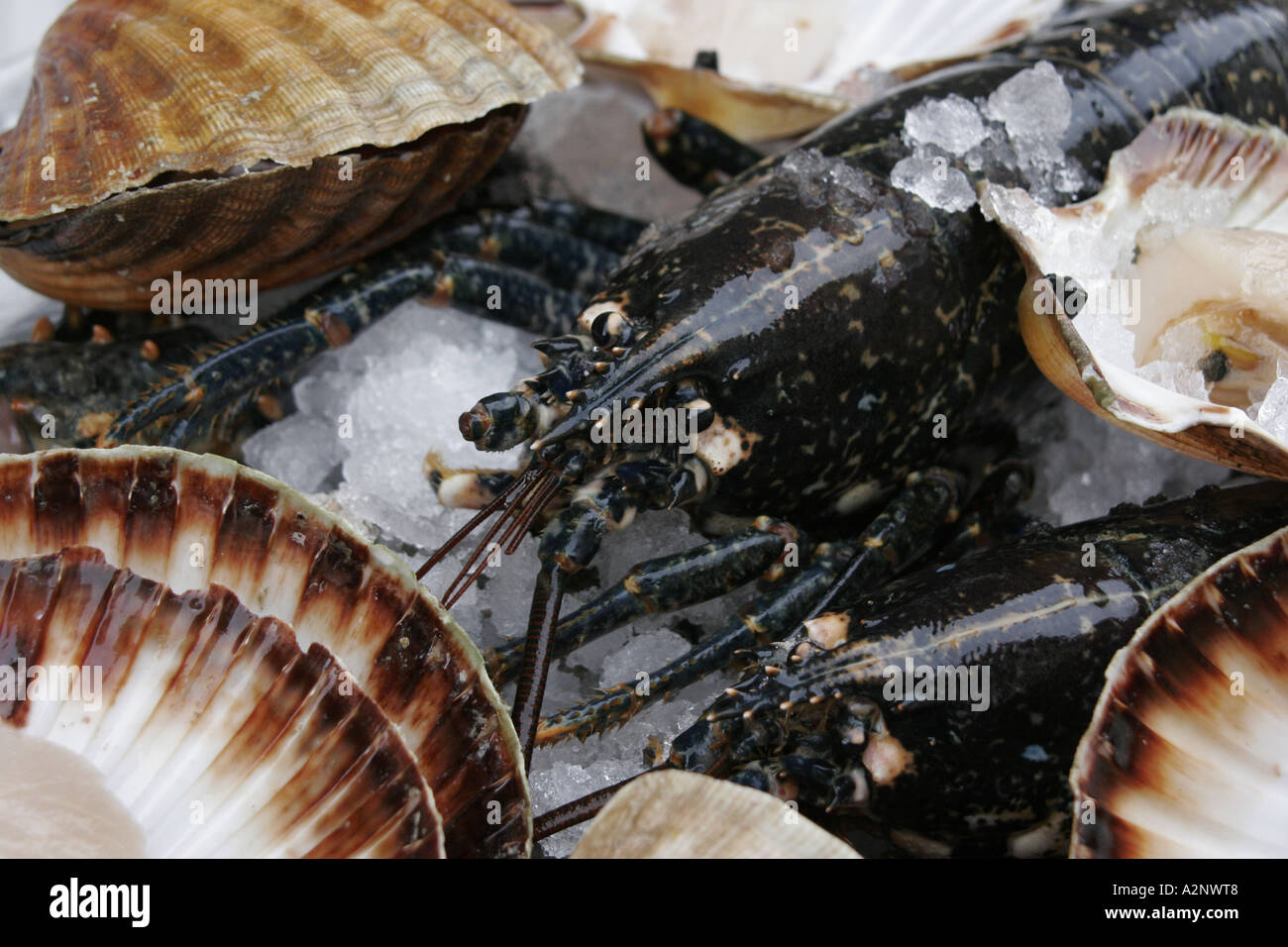 Live scallops hi-res stock photography and images - Alamy